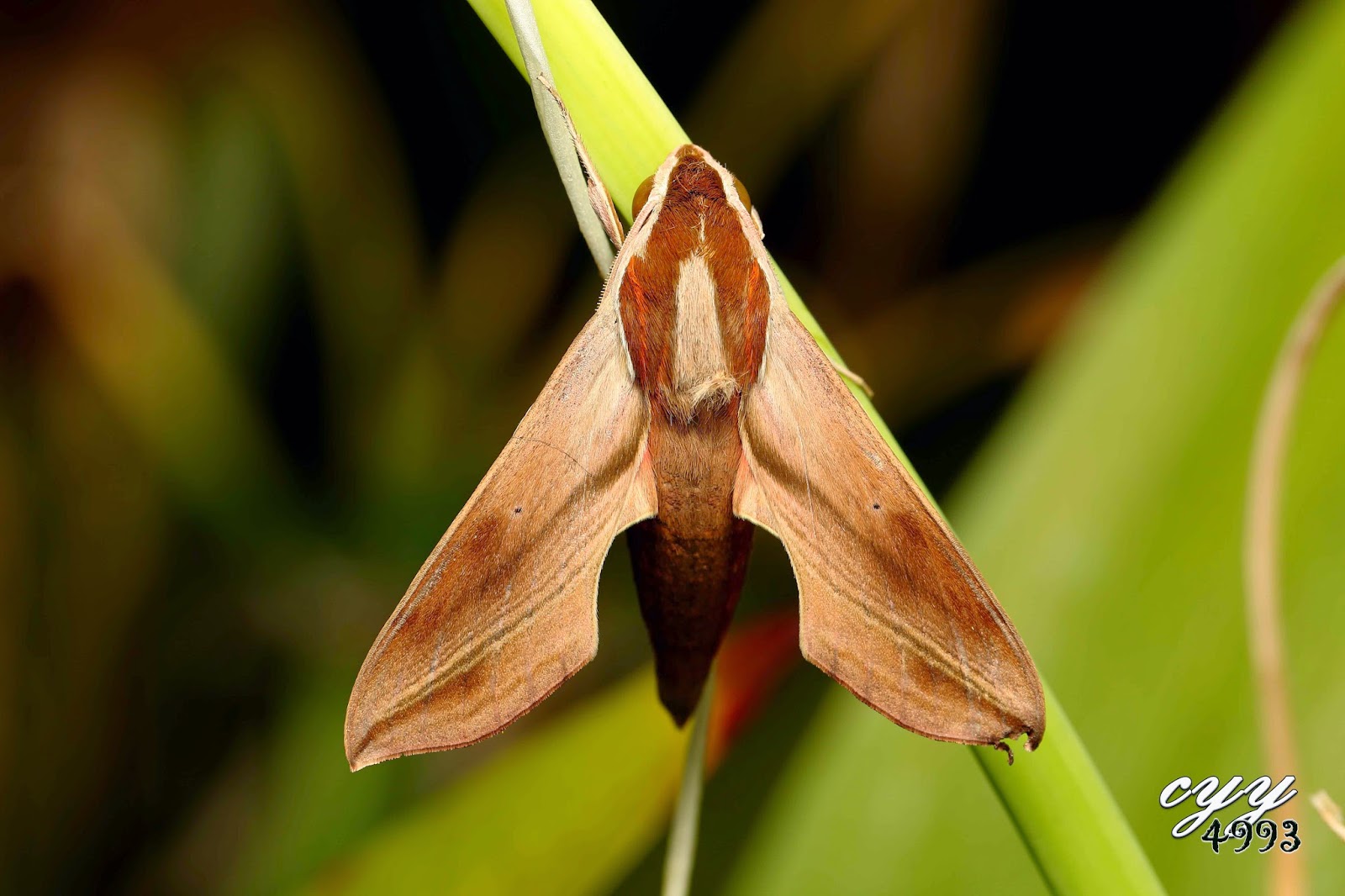 cyy4993: Hawk Moth [Sphingidae] Hippotion Rosetta